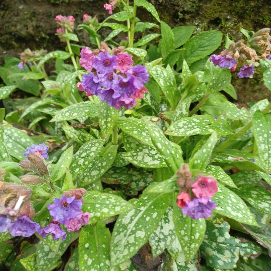 Lungwort, Pulmonaria officinalis | Plant-Lore